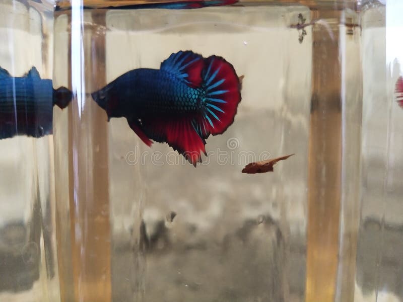 Betta Fish stock photo. Image of ikan, fish, cupang - 226088924