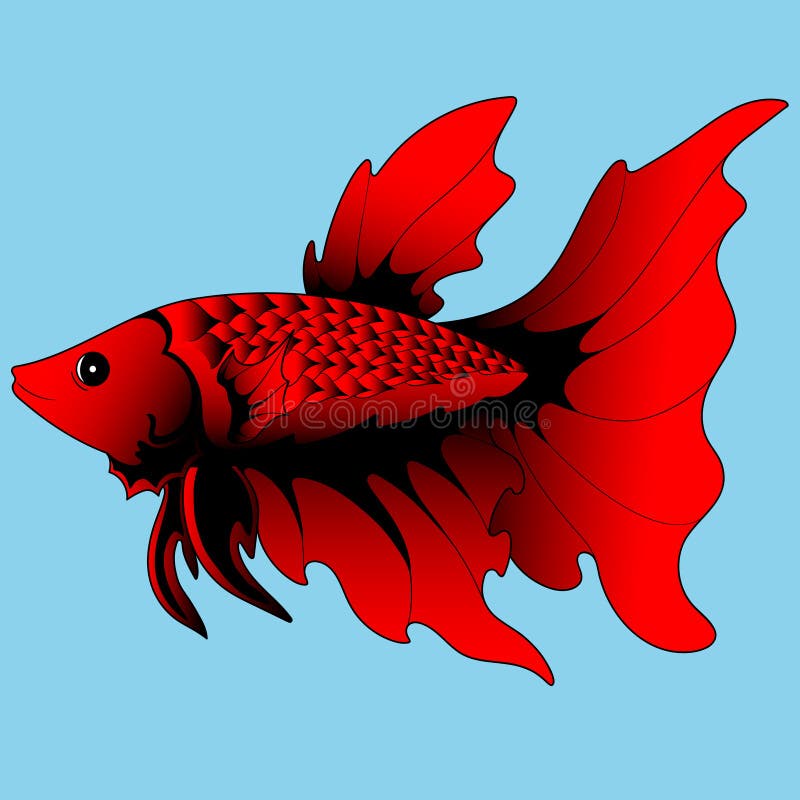 Betta fish in vector shape stock vector. Illustration of beautiful ...
