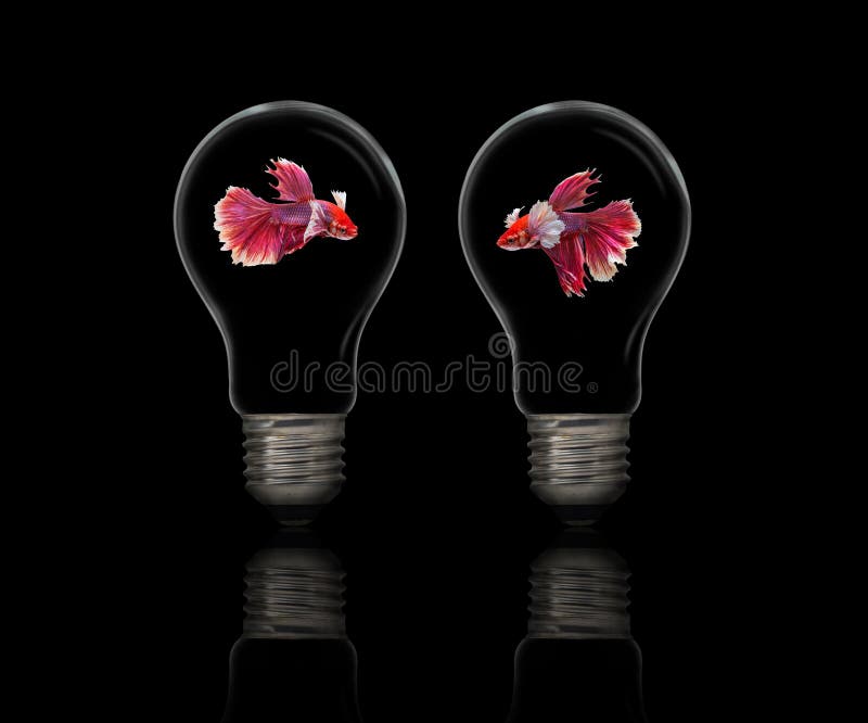 Betta Fish Inside an Electric Light Bulb, Lamp Reflect Stock Photo ...