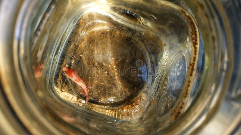 Betta fish in a jar stock photo. Image of aquarium, luxury - 182609712