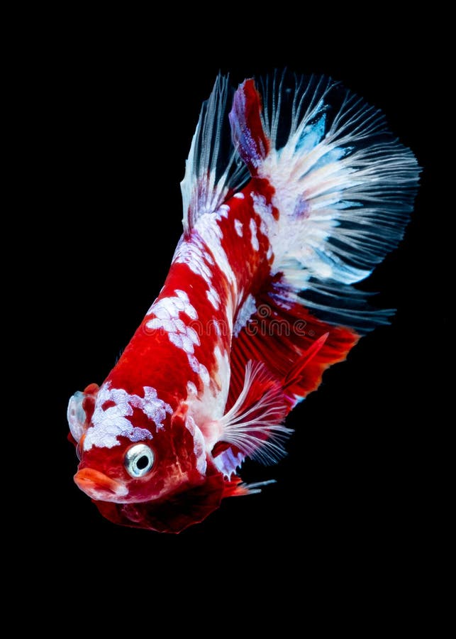 Betta Fish Koi Fish Kohaku Red White Stock Image - Image of beautiful ...
