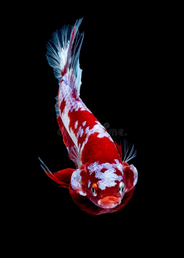 Betta Fish Koi Fish Kohaku Red White Stock Image - Image of carpio ...