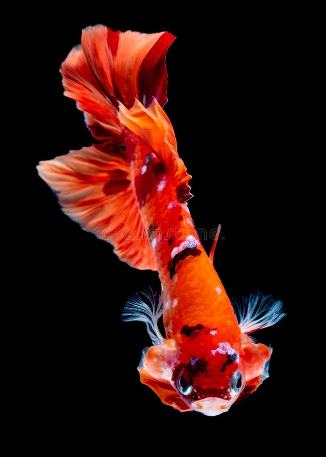 Betta Fish Koi Fish Kohaku Red White Stock Image - Image of swimming ...