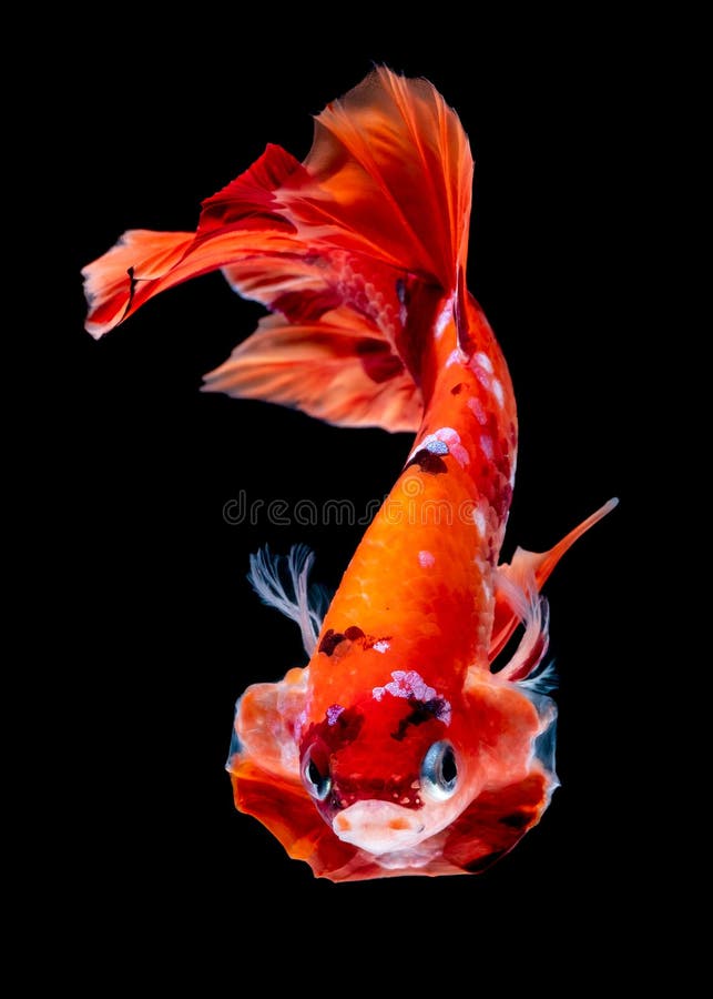 Betta Fish Koi Fish Kohaku Red White Stock Image - Image of dragon ...