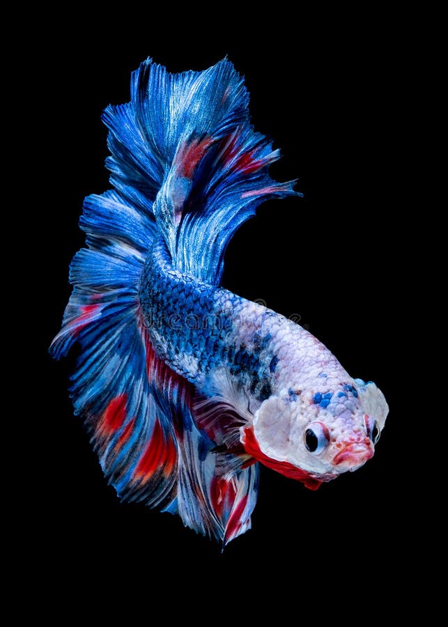 Betta Fish Koi Fish Kohaku Red White Stock Photo - Image of nature ...