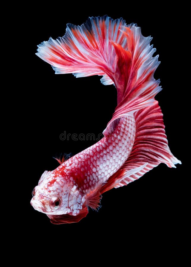 Betta Fish Koi Fish Kohaku Red White Stock Photo - Image of dragon ...