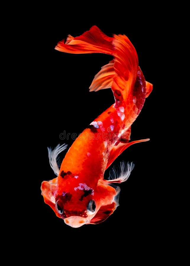 Betta Fish Koi Fish Kohaku Red White Stock Photo - Image of tail ...