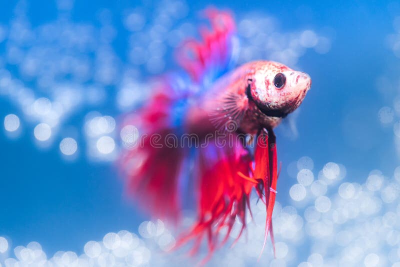 550 Betta Fish Light Blue Background Stock Photos - Free & Royalty-Free ...