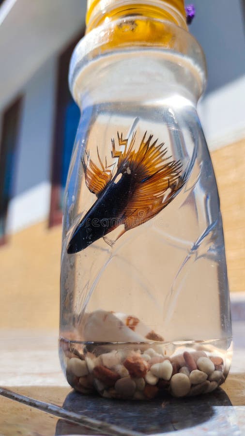 Betta Fish that Live in a Bottle Stock Image - Image of betta, animal ...