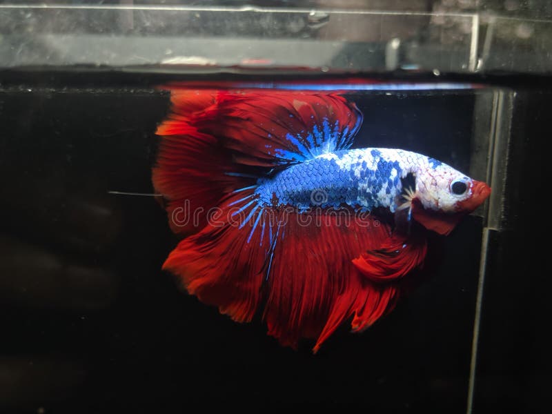 Betta fish long tail stock photo. Image of tail, fish - 228968344