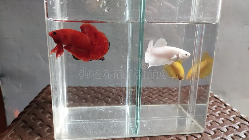 Two fish in love stock image. Image of water, tootsie - 36542045