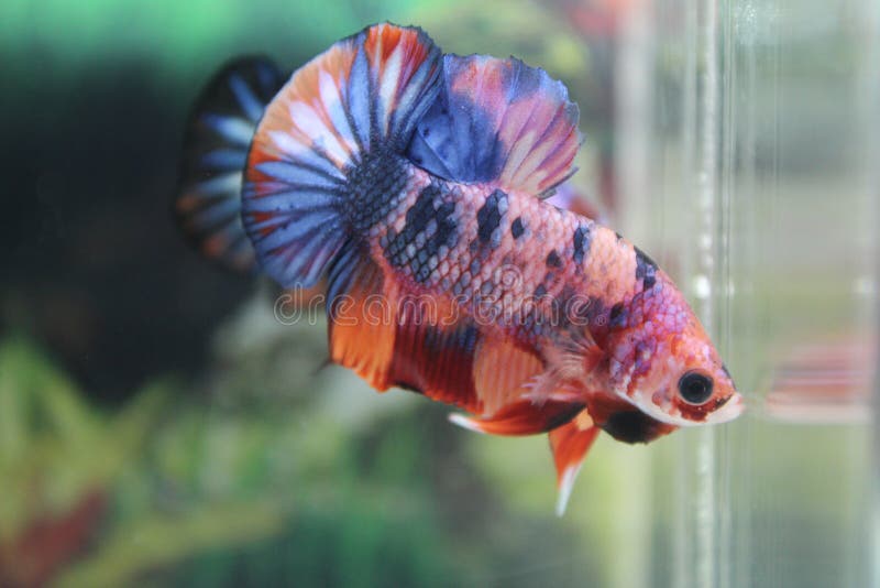 Betta Flaring Stock Photos - Free & Royalty-Free Stock Photos from ...