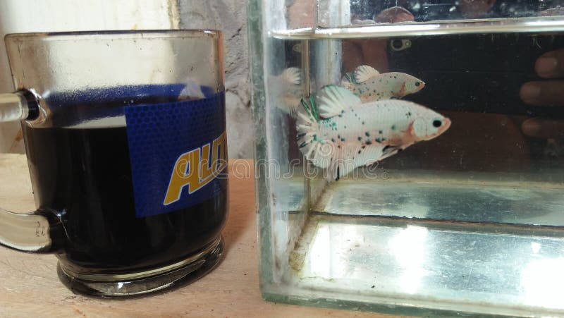 Betta fish stock image. Image of fish, months, multicolor - 261885619