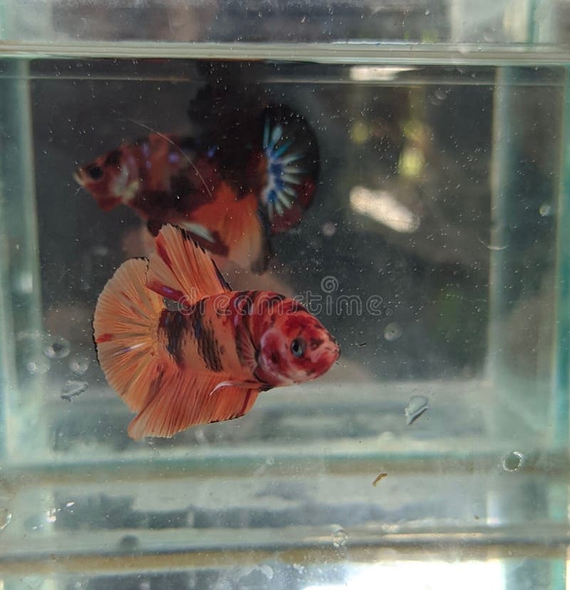 Betta Fish My Cute from Indonesia Stock Image - Image of cute ...