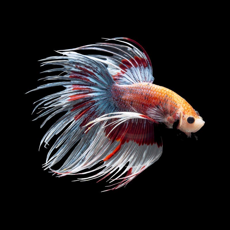 Betta fish on black stock image. Image of background - 59067577