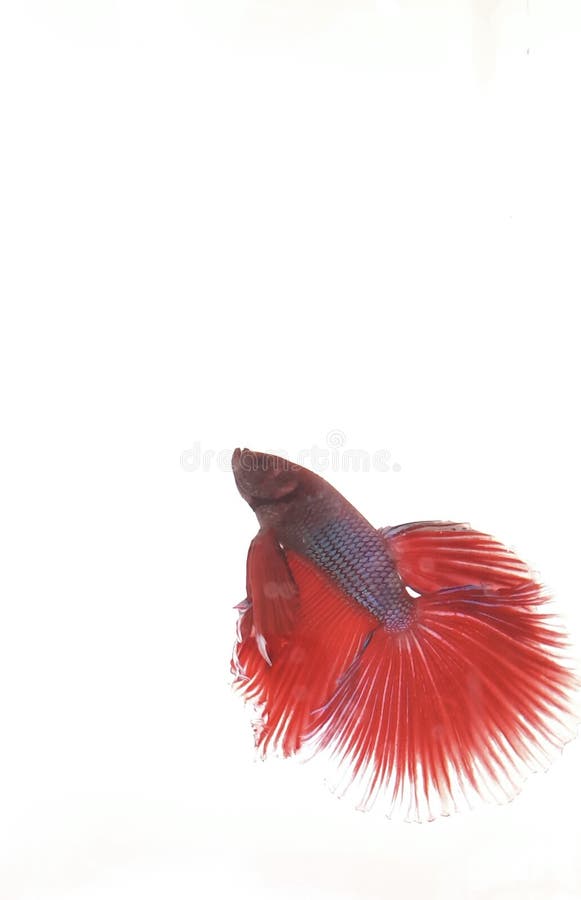 Betta fish stock image. Image of colour, betta, blue - 199051125