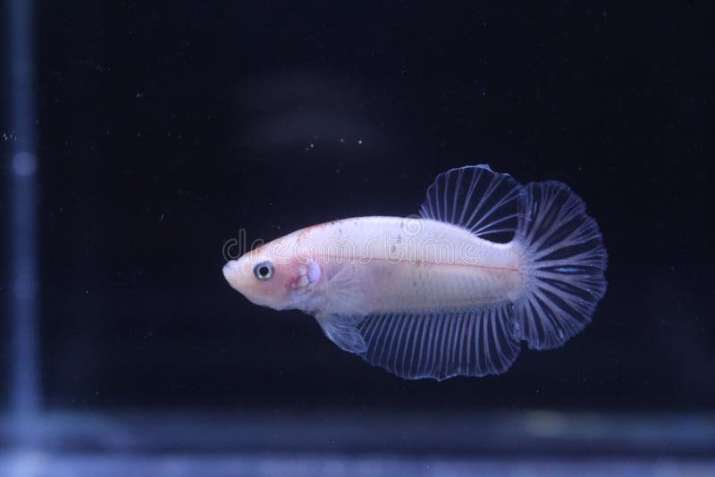Betta fish photograph stock image. Image of fish, betta - 206638397