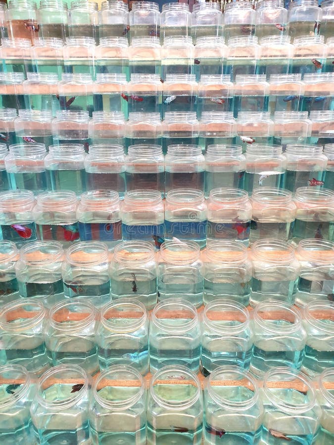 Betta Fish in the Plastic Jar Function As Mini Aquarium Stock Image ...