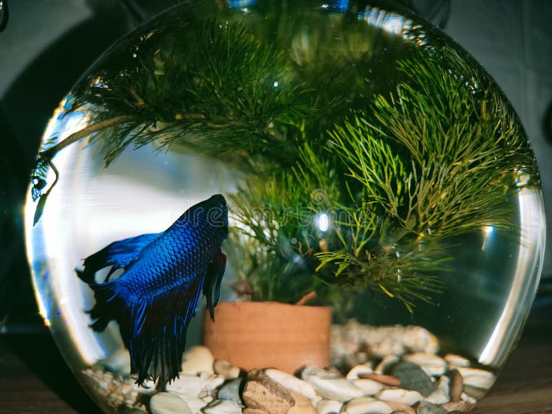 Betta Fish Ready for Contest Stock Image - Image of betta, contest ...