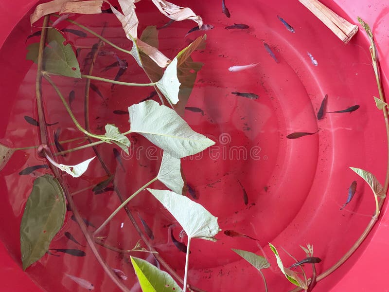 Betta fish in red basin stock photo. Image of basil - 237606308