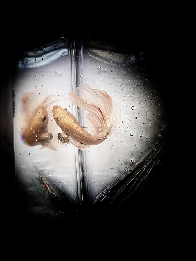 Betta Fish Reflections stock photo. Image of fish, circle - 249040702