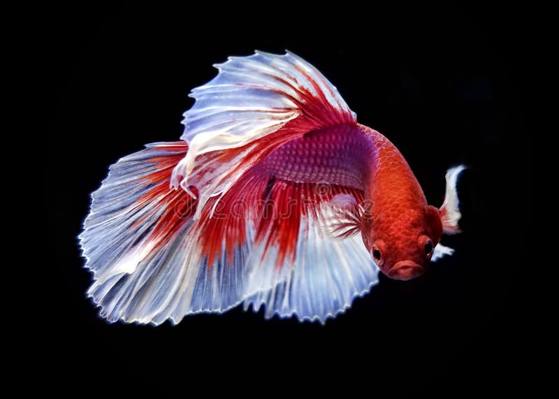 Betta fish rosetail stock photo. Image of animal, fish - 224041290