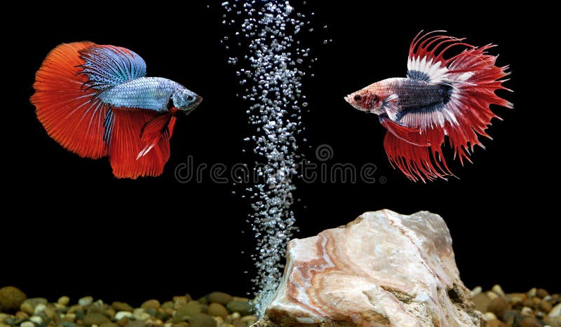 Betta Fish, Siamese Fighting Fish in Aquarium Stock Photo - Image of ...
