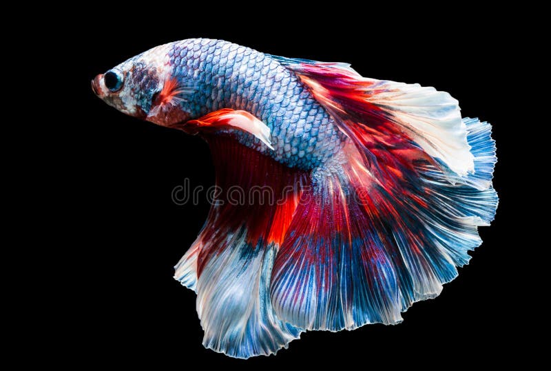 237 Thailand Battle Fish Stock Photos - Free & Royalty-Free Stock ...