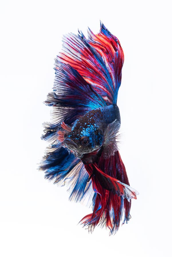Betta Fish, Siamese Fighting Fish Isolated on White Background Stock ...
