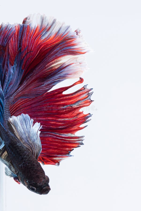Betta Fish, Siamese Fighting Fish Isolated on White Background Stock ...
