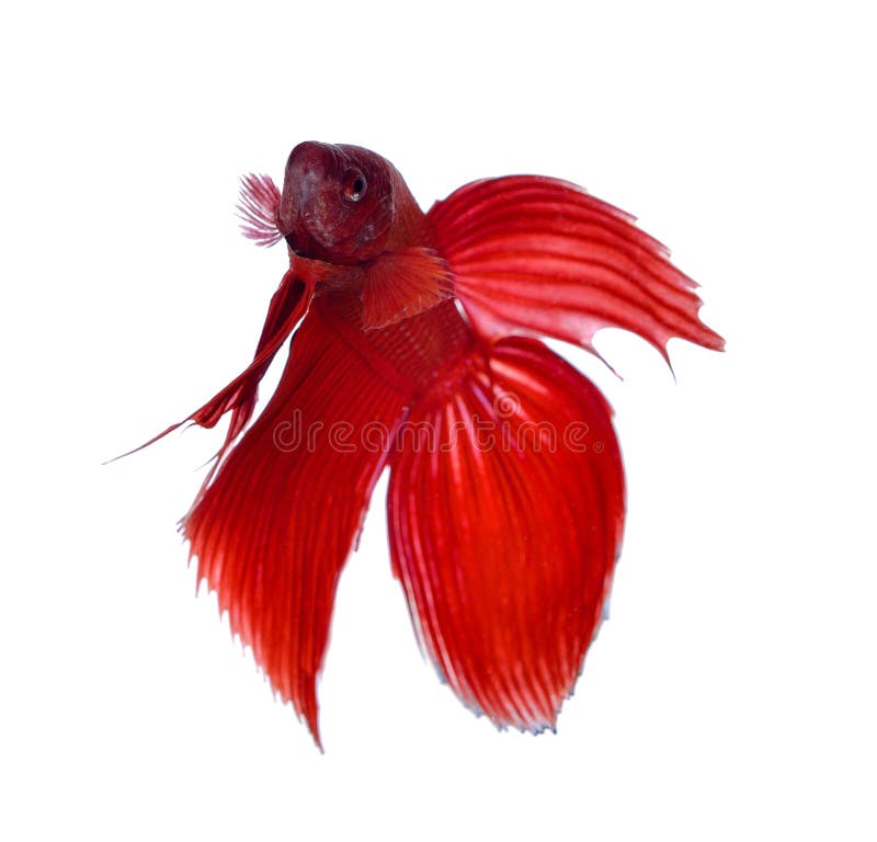 Fighting fish stock image. Image of action, dragon, motion - 72424675