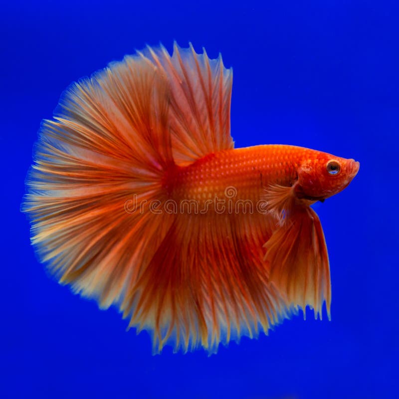 Betta Fish, Siamese Fighting Fish, Betta Splendens Stock Image - Image ...