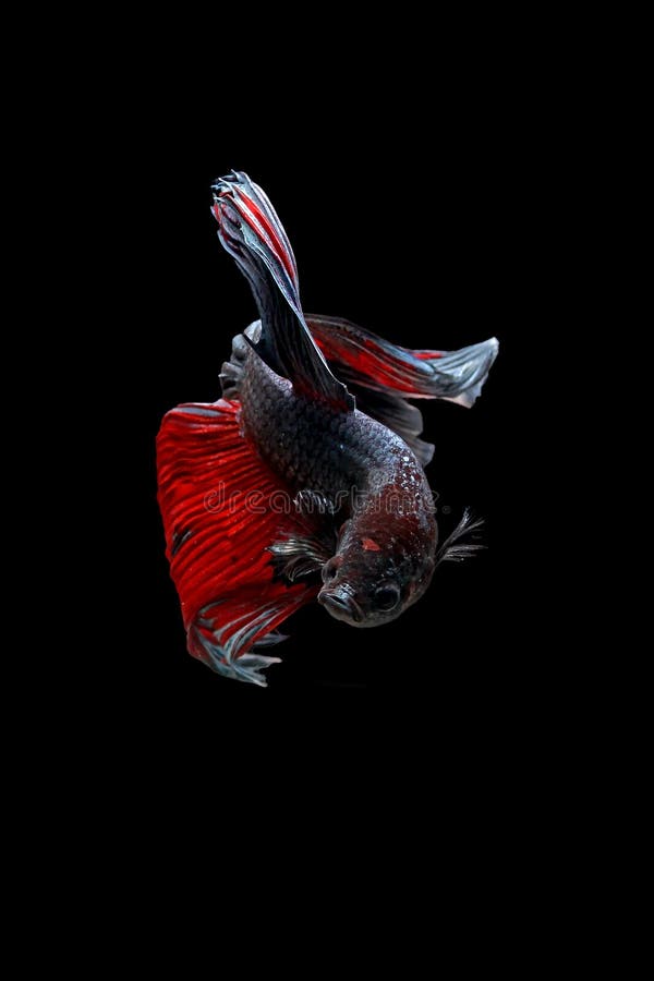 Betta Fish, Siamese Fighting Fish, Betta Splendens Isolated on Black ...