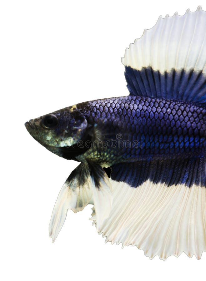 Betta fish stock photo. Image of nature, siamese, blue - 40739190