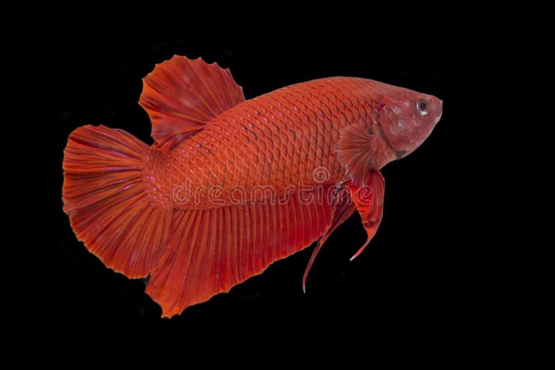 Betta Fish Super Red Halfmoon Siamnese Fighting Fish Splendens on Black ...