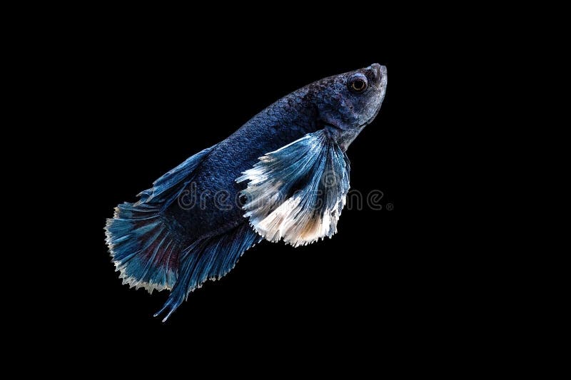 Betta Fish Taken in Aquarium with Close Up Stock Photo - Image of ...