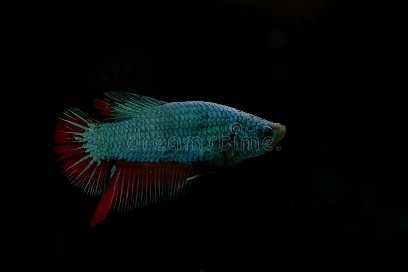 Betta fish stock image. Image of fightingpetthai, pets - 56338237