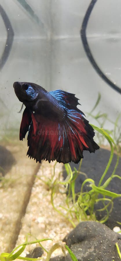 Betta fish stock photo. Image of combination, three - 140100254