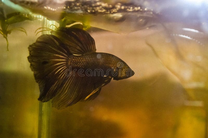 Betta Fish Type Half Moon Black Stock Image - Image of fighting ...