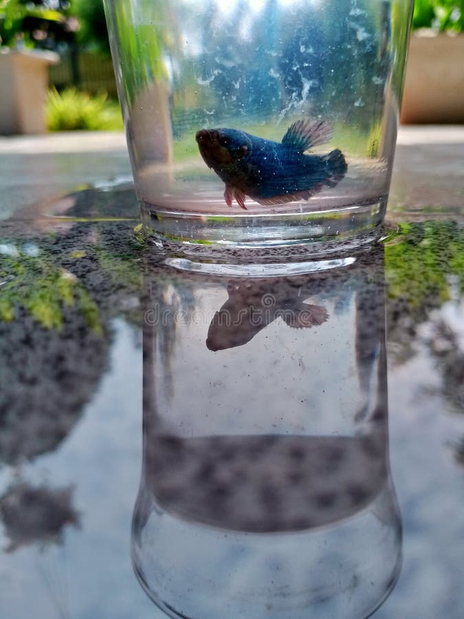 Betta fish in water stock image. Image of reflection - 204145509