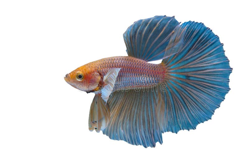 Betta fish stock image. Image of colorful, nature, fish - 60892573