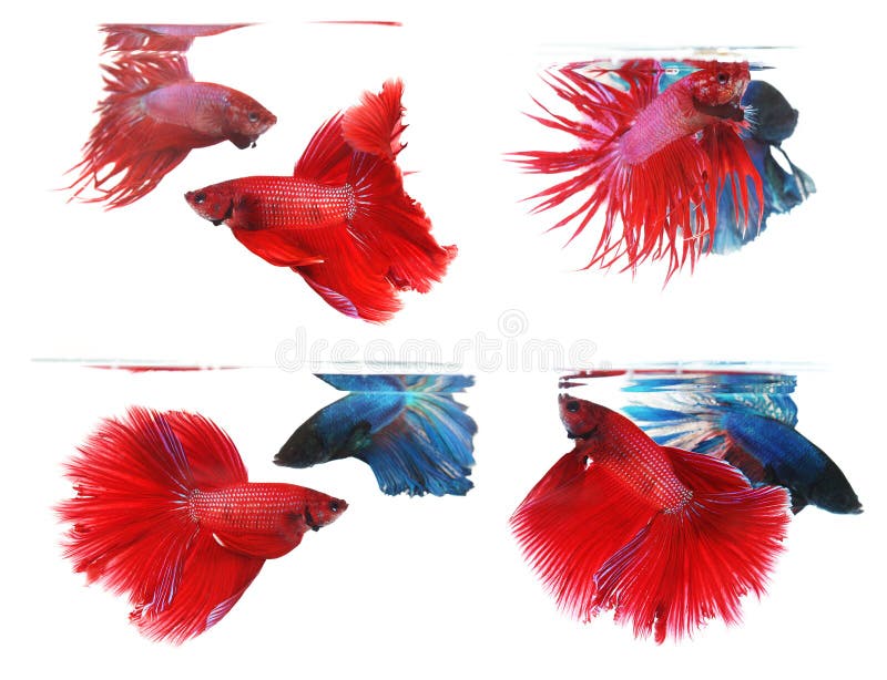 Betta Fishes, Siamese Fighting Fish Isolated on White Background Stock ...