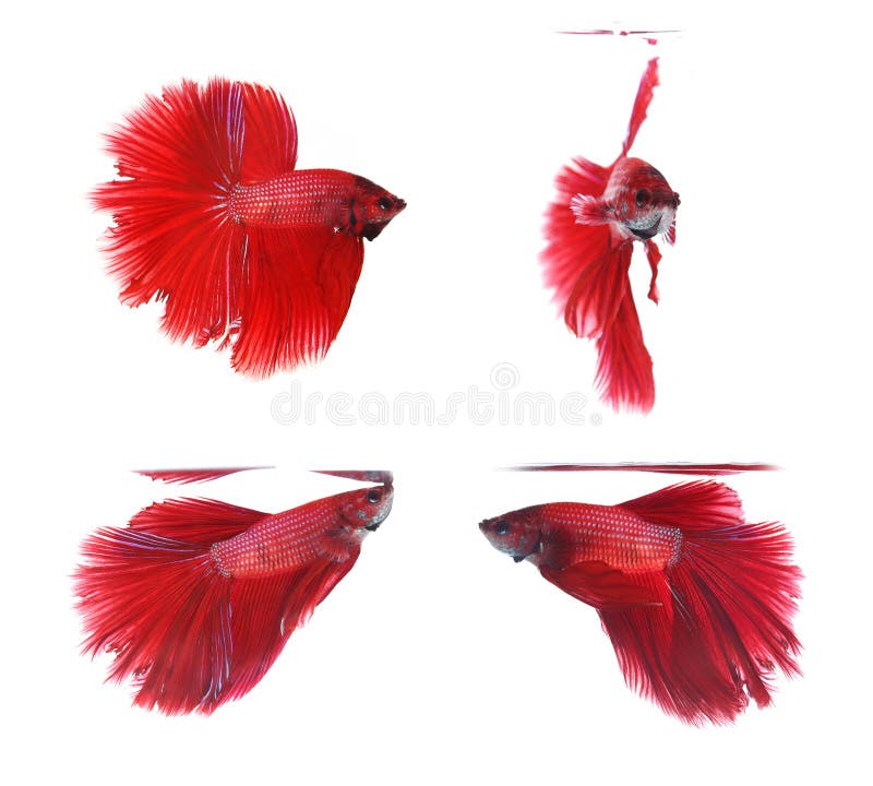 Betta Fishes, Siamese Fighting Fish Isolated on White Background Stock ...