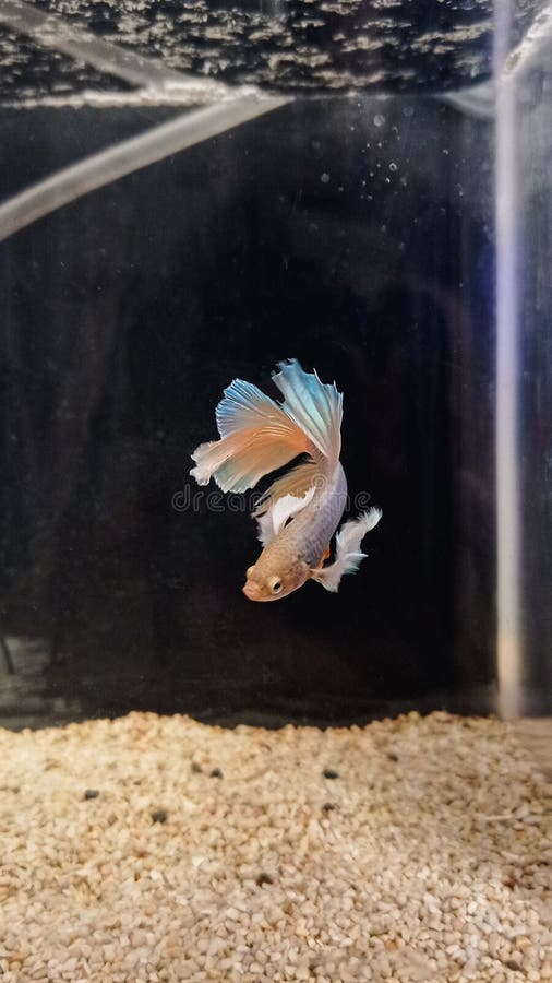 Betta Halfmoon Dumbo Ear stock image. Image of bettafish - 341515713