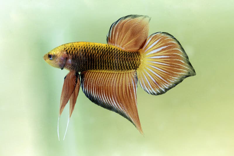 "Betta Mahachaiensis" Mahachai Wild Fighting Fish Which is a Real Thai ...