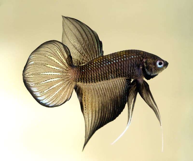 "Betta Mahachaiensis" Mahachai Wild Fighting Fish Which is a Real Thai ...