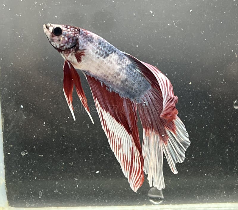 Betta Poisson Dans Un Aquarium Photo stock - Image du nature, beauté ...