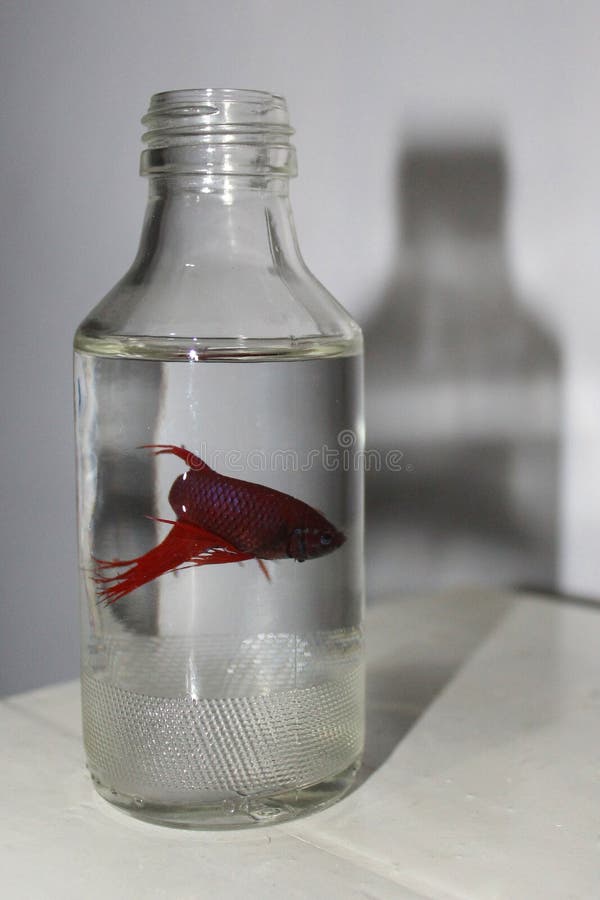 Betta Red Fish in the Bottle23 Stock Image - Image of betta, fish ...