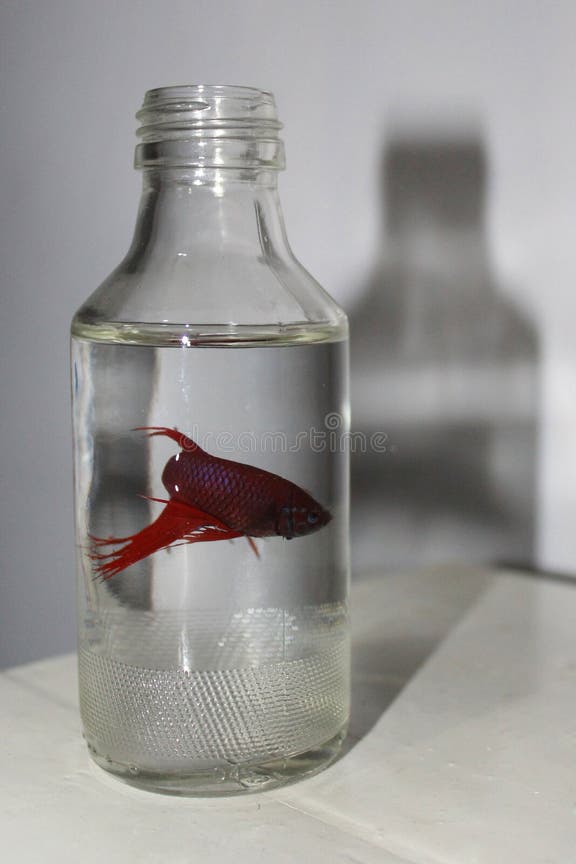 Betta Red Fish in the Bottle23 Stock Image - Image of betta, fish ...