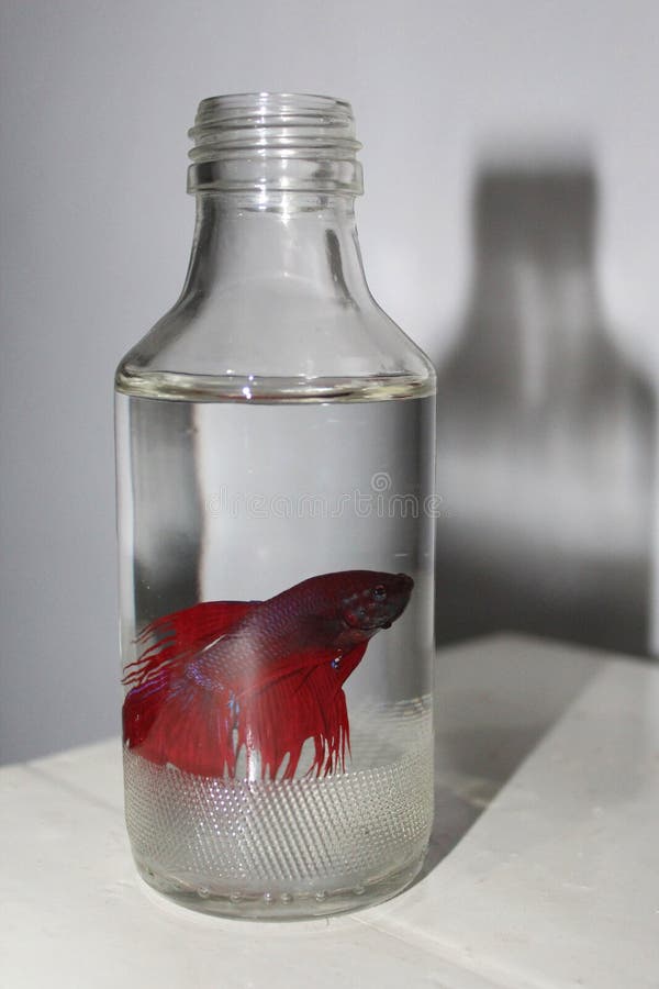 Betta Red Fish in the Bottle Stock Image - Image of fish, betta: 188290285